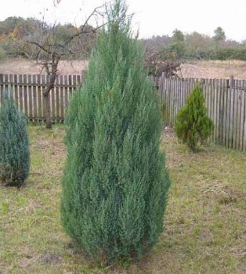 Juniperus chinensis ’Stricta’ / Kínai boróka – Növényfutár Kertészeti ...