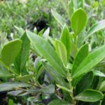 Olea europaea ‘Picual’ / Olajfa – Növényfutár Kertészeti Webáruház