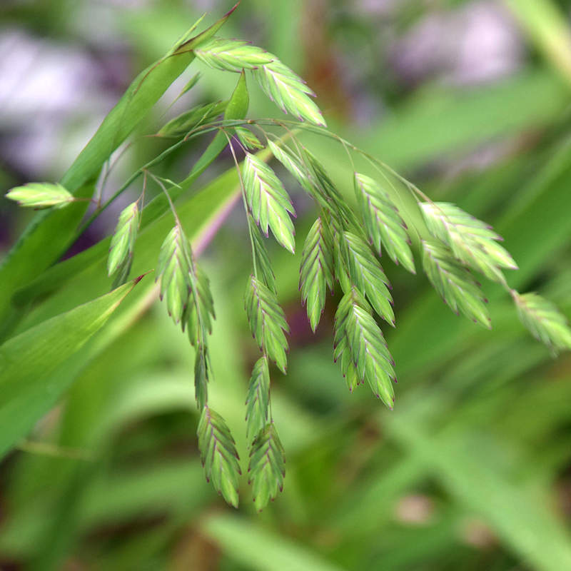 Uniola latifolia / Széleslevelű különösfű (Folyami zab) – Növényfutár ...