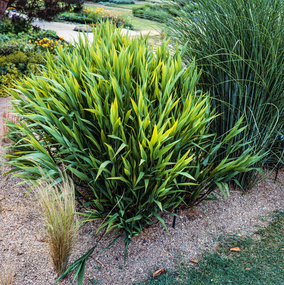 Uniola latifolia / Széleslevelű különösfű (Folyami zab) – Növényfutár ...