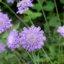 Scabiosa japonica ‘Ritz Blue’ / Japán ördögszem – Növényfutár ...