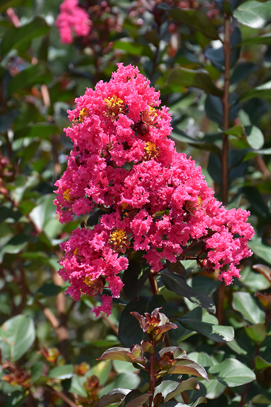 Lagerstroemia indica ‘Pink Velour’ / Kínai selyemmirtusz – Növényfutár ...