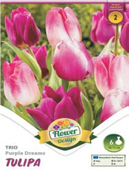 TULIPÁN TRIO – Purple Dreams / Virághagyma – Növényfutár Kertészeti ...