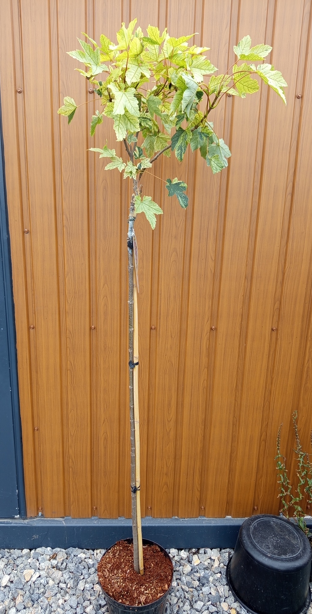 Acer pseudoplatanus ’Simon-Louis Freres’ / Tarka levelű hegyi juhar ...